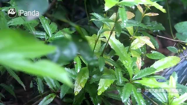 Panda Live Cam - Watch Giant Pandas Live 24/7